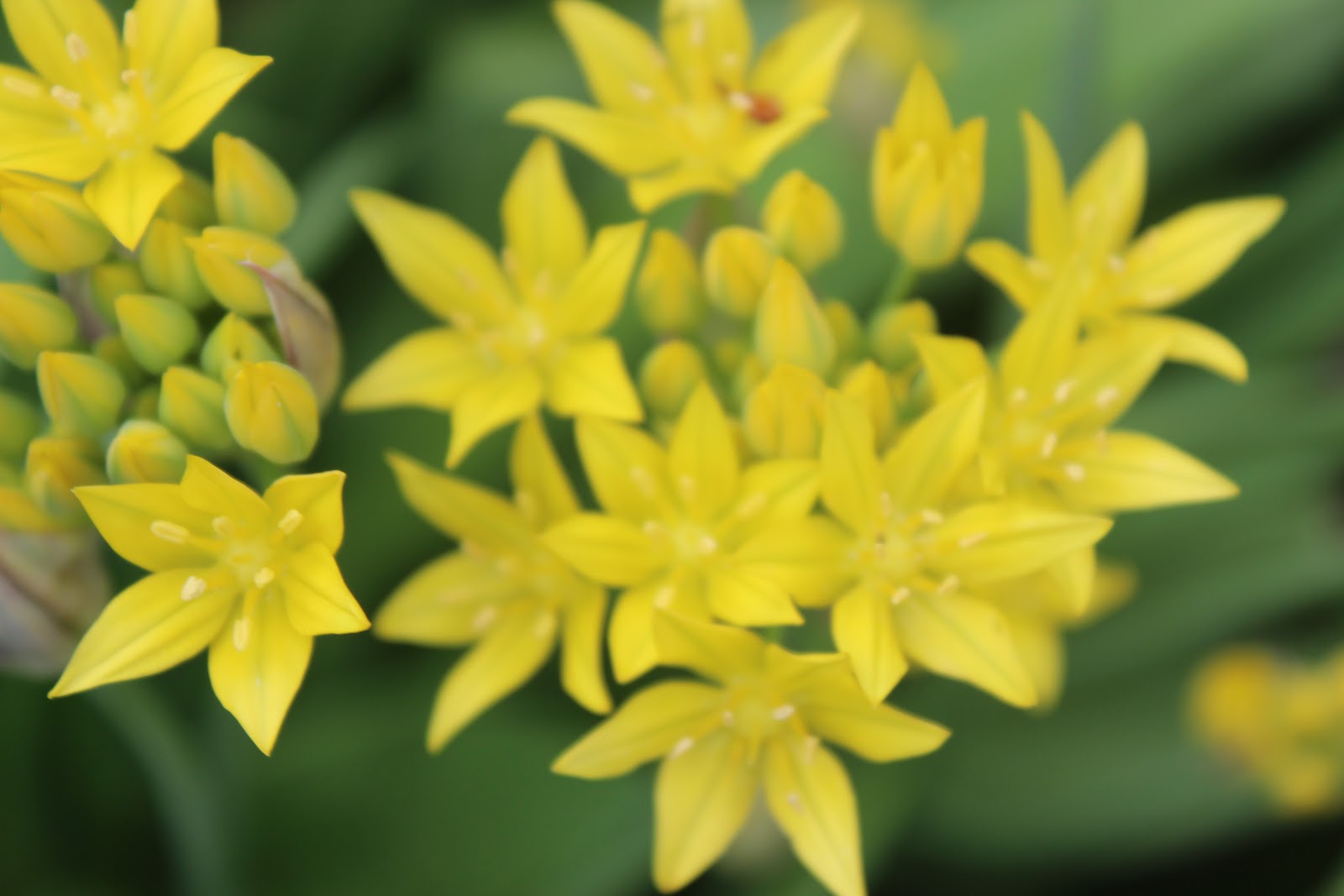 Allium Moly - Yellow Allium Flowers